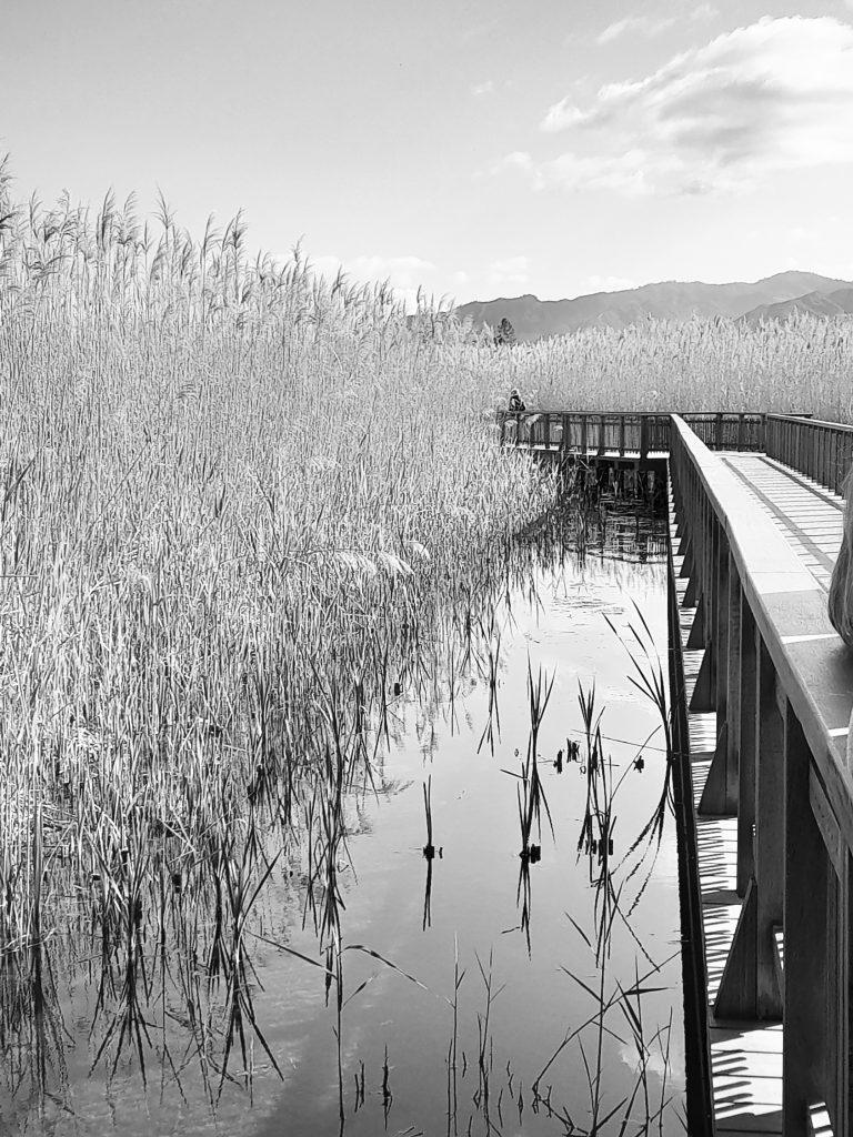 ΑΝΤΙΠΥΡΙΚΗ ΖΩΝΗ ΣΤΟ ΕΛΟΣ ΑΓΥΙΑΣ ΑΠΟ ΤΟ ΤΜΗΜΑ ΠΡΑΣΙΝΟΥ ΤΟΥ ΔΗΜΟΥ ...